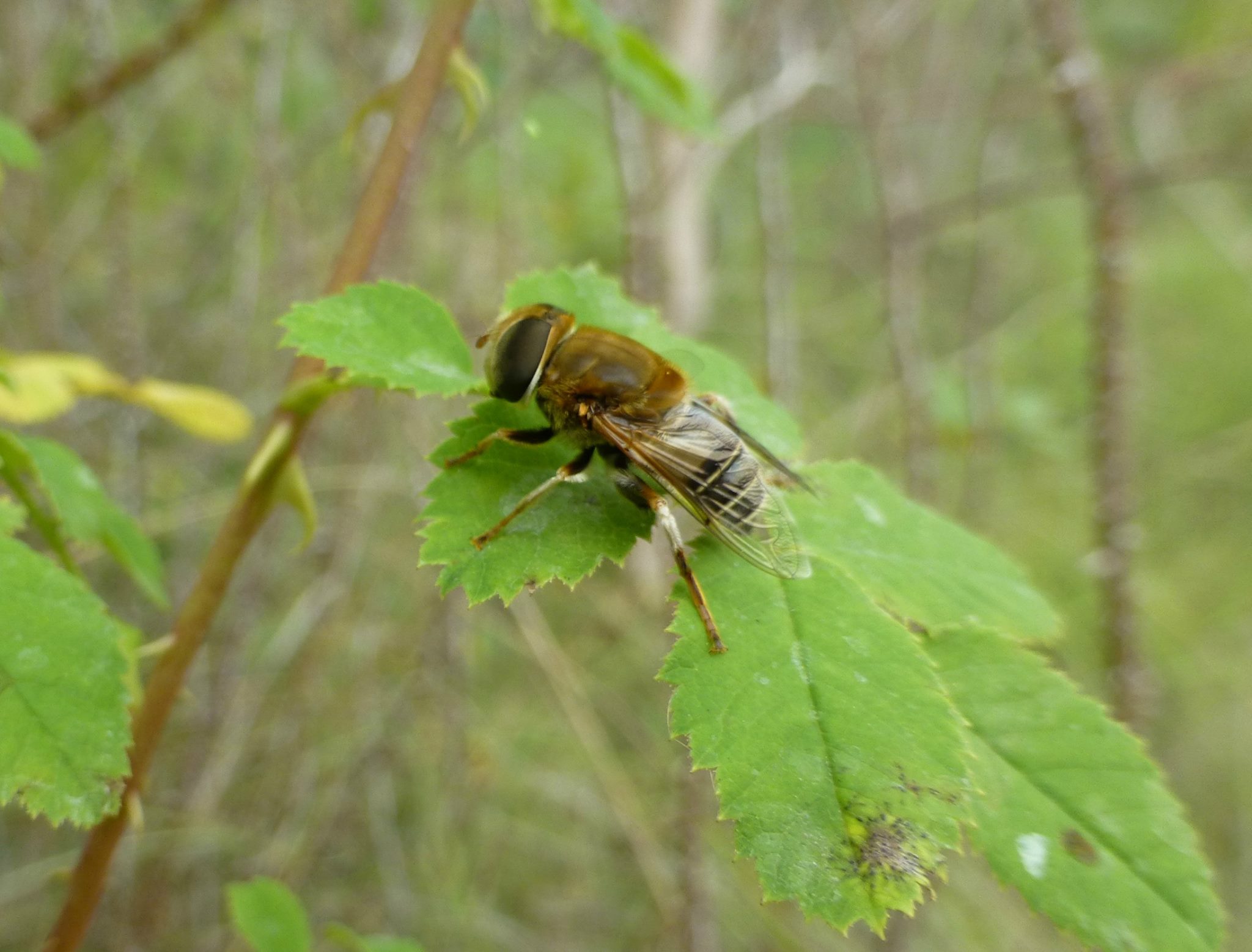 Support RLC – Rivers & Lands Conservancy